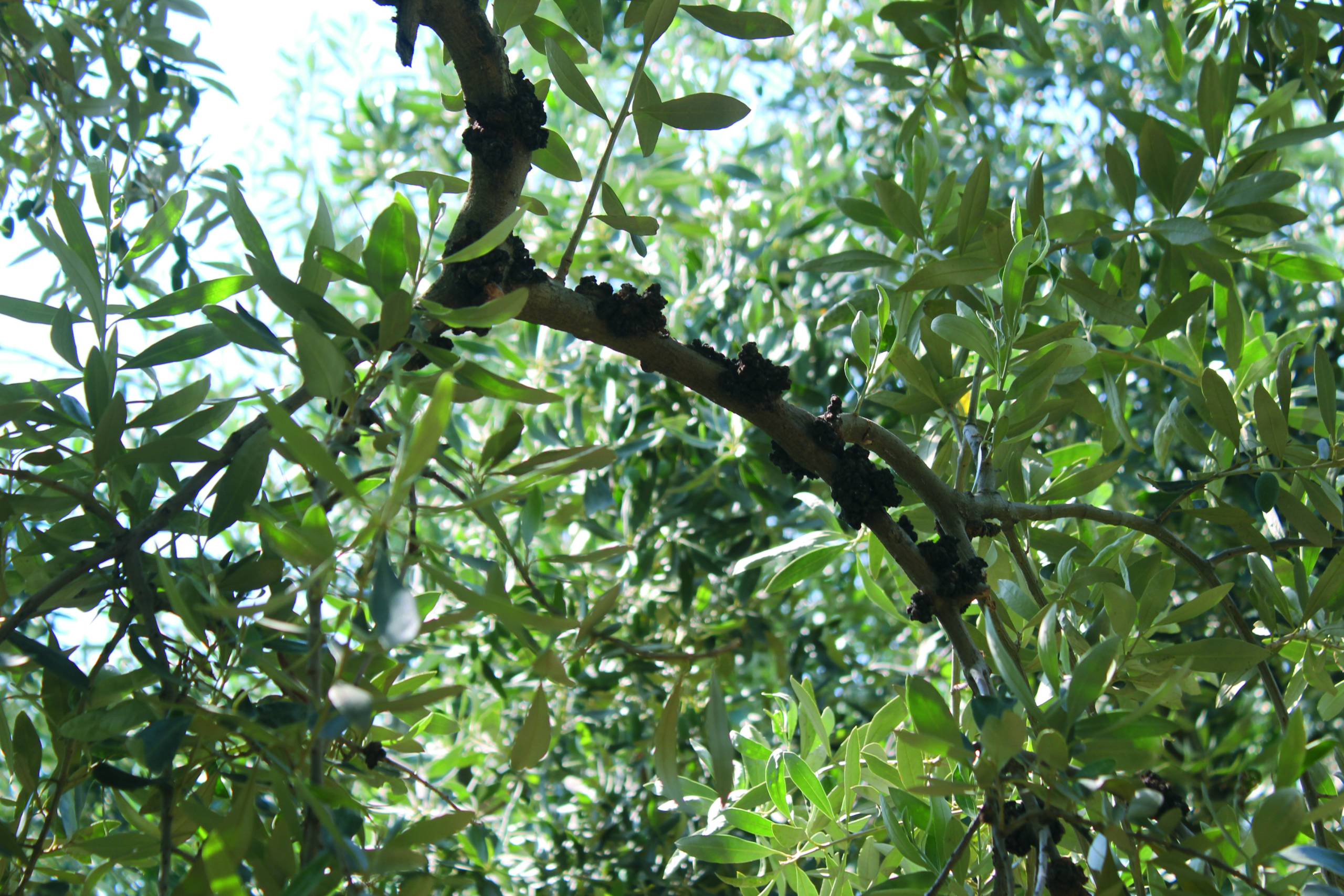 From Wilt to Knot: Addressing Major Threats to Greek Olive Trees ...