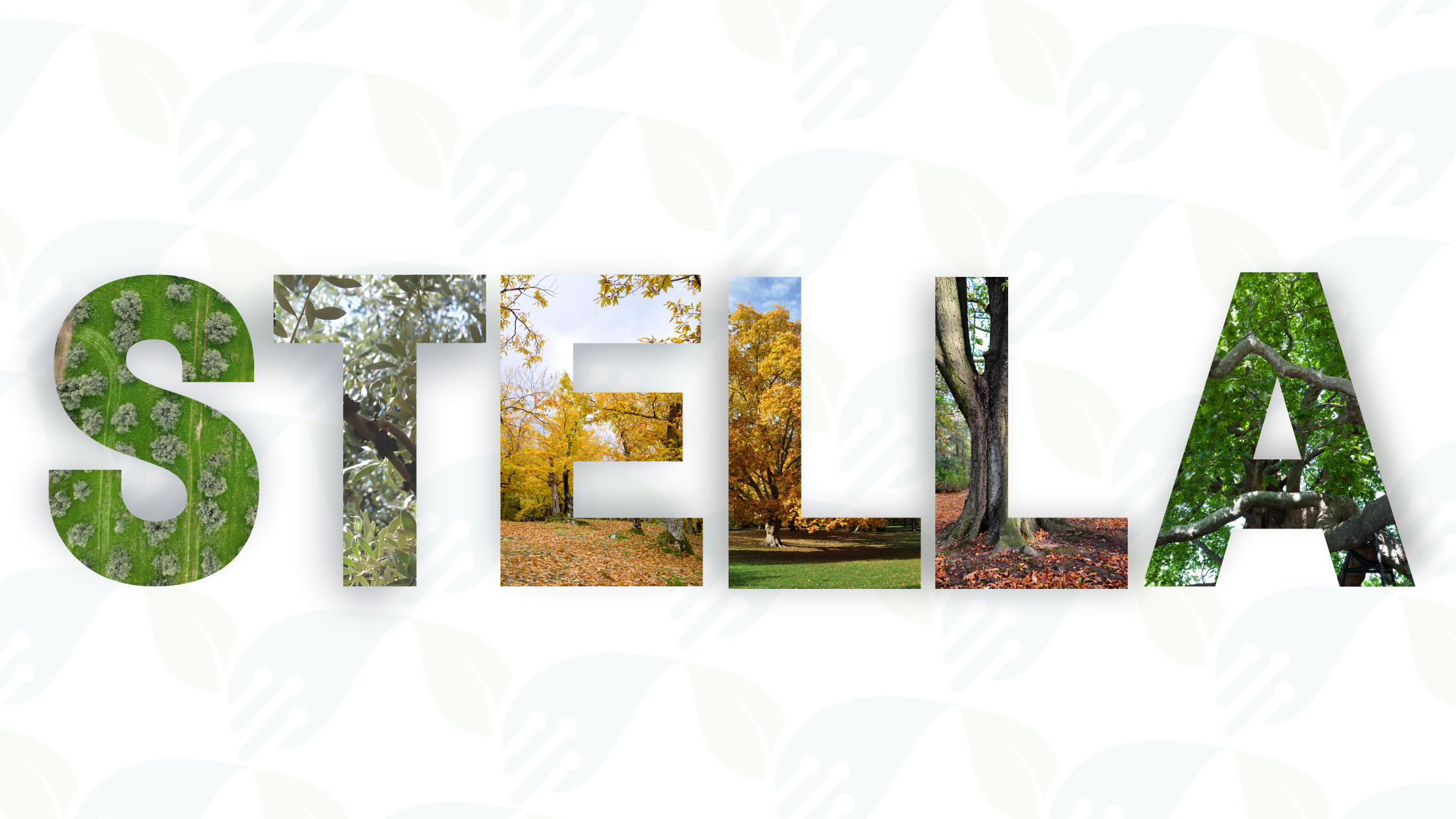Plane, Chestnut and Olive trees - Saving Pelion’s iconic trees ...